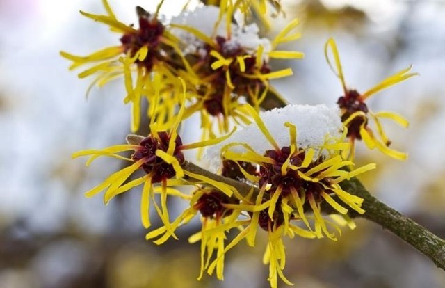 Agua de hamamelis para la piel y los ojos: beneficios, propiedades y usos