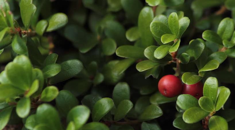 La gayuba, ideal contra la cistitis y otras infecciones urinarias
